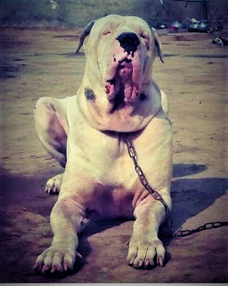 Bully Kutta dog history, breed information, description, personality ...