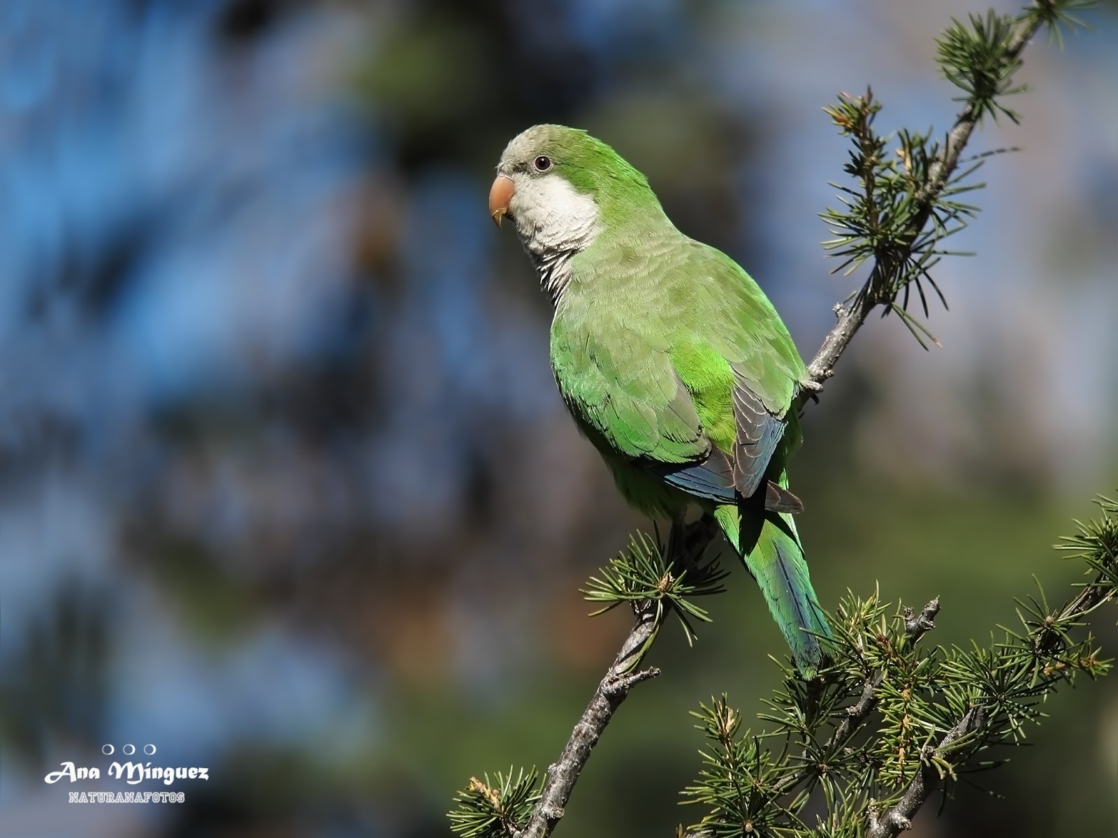NATURANAFOTOS: marzo 2018