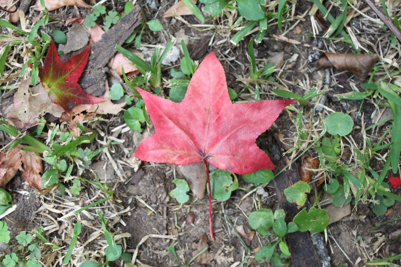 Centenary College Arboretum: Tree of the Week: Sweet Gum (Liquidambar ...