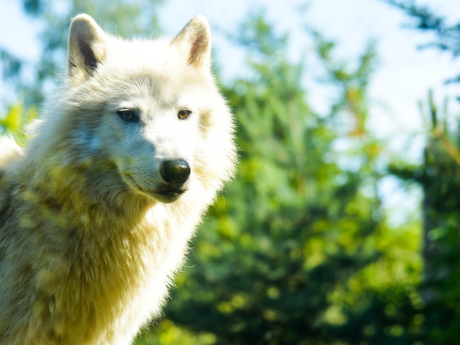 Fotografías de feroces lobos en campo natural