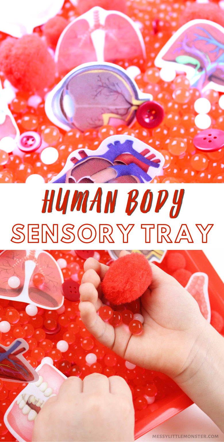 Human Body Sensory Tray Activity for Kids - Messy Little Monster