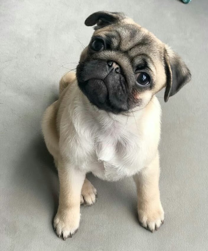 21 Funny Pug Photos That Made The Internet Go "Whoa" This Week