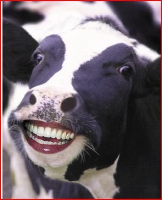 Cute Funny Animalz: Funny And Crazy Cow's Images 2012