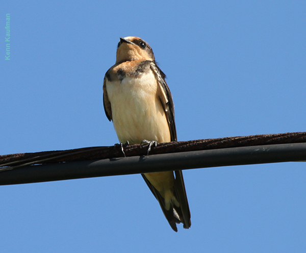 Birding the Crane Creek - Magee Region of Northwest Ohio: Overview ...