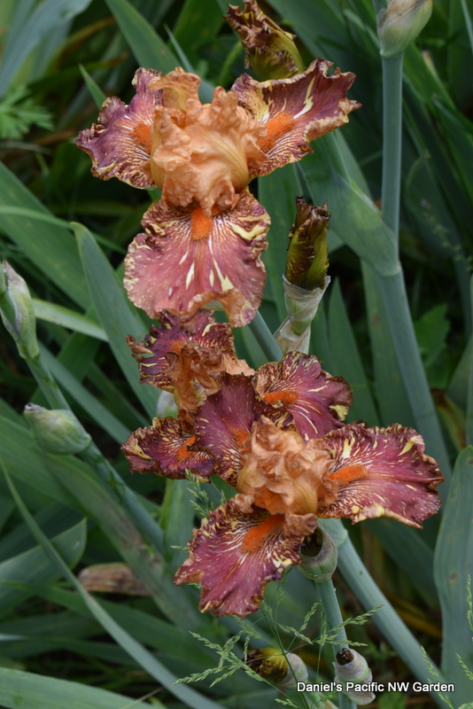 Daniel's Pacific NW Garden: Some Ugly Irises. 5.23.2020