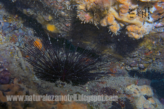 Naturaleza y Fotografía en Motril: Puercoespín marino (Centrostephanus ...