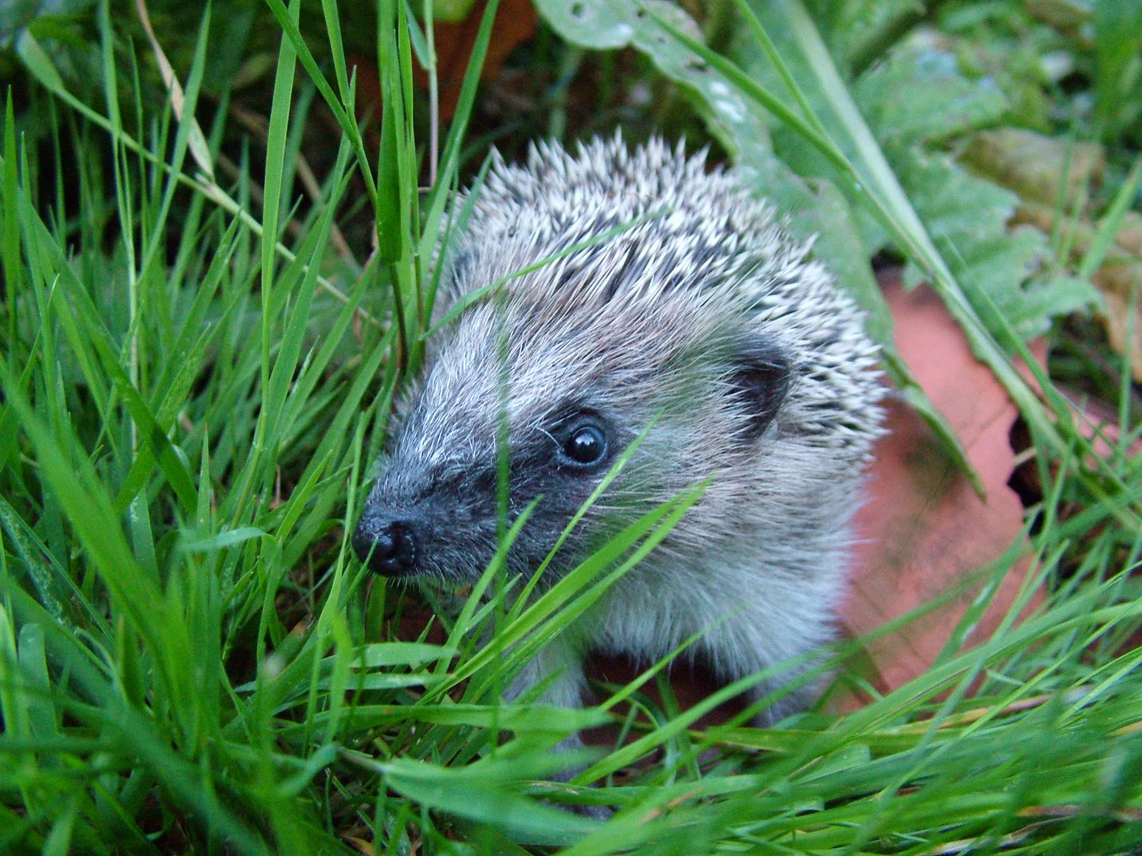 The Hedgehog Shed: Autumn juveniles