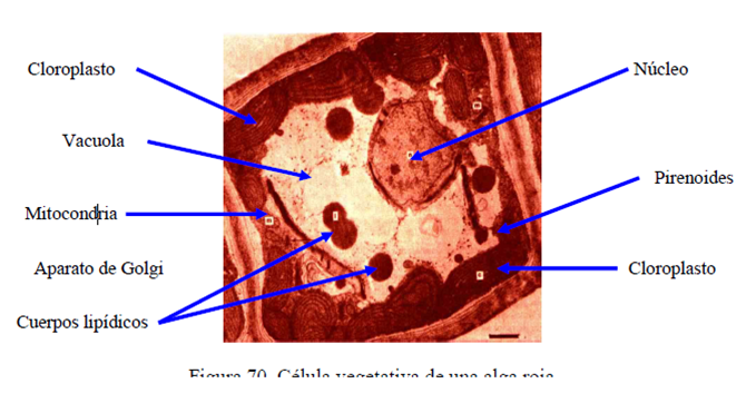 Ciencias Naturales CEUJA Tercero: RHODOPHYTAS (ALGAS ROJAS)