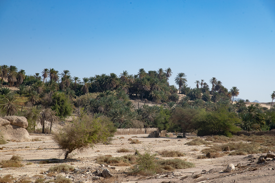 Birds of Saudi Arabia: Wells of Moses - Madyan