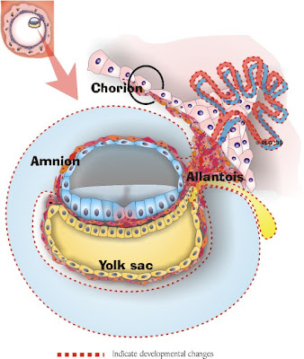 Kamus Istilah Biologi: Chorion (Korion)