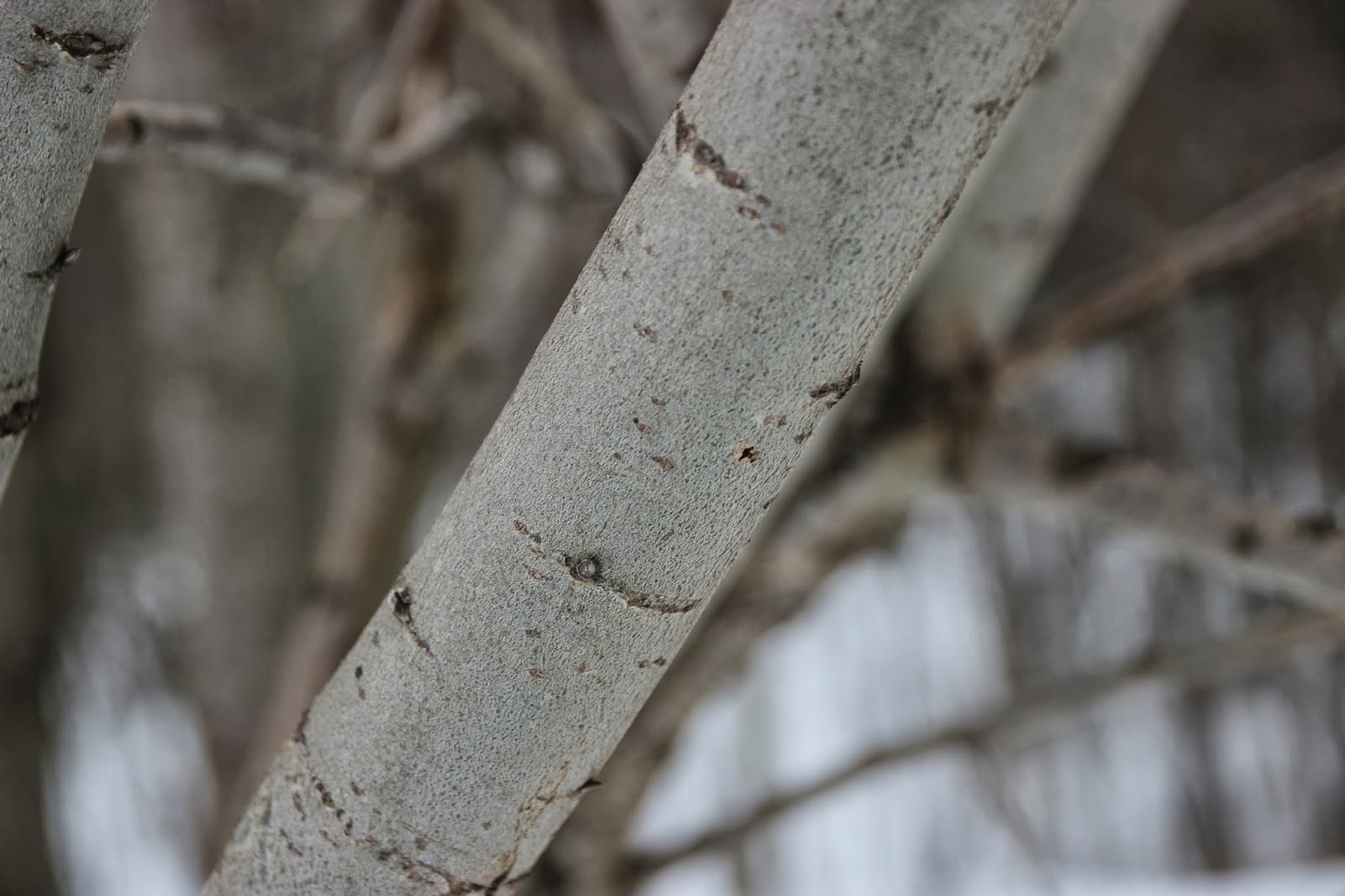 Bestemmelse av løvtre om vinteren