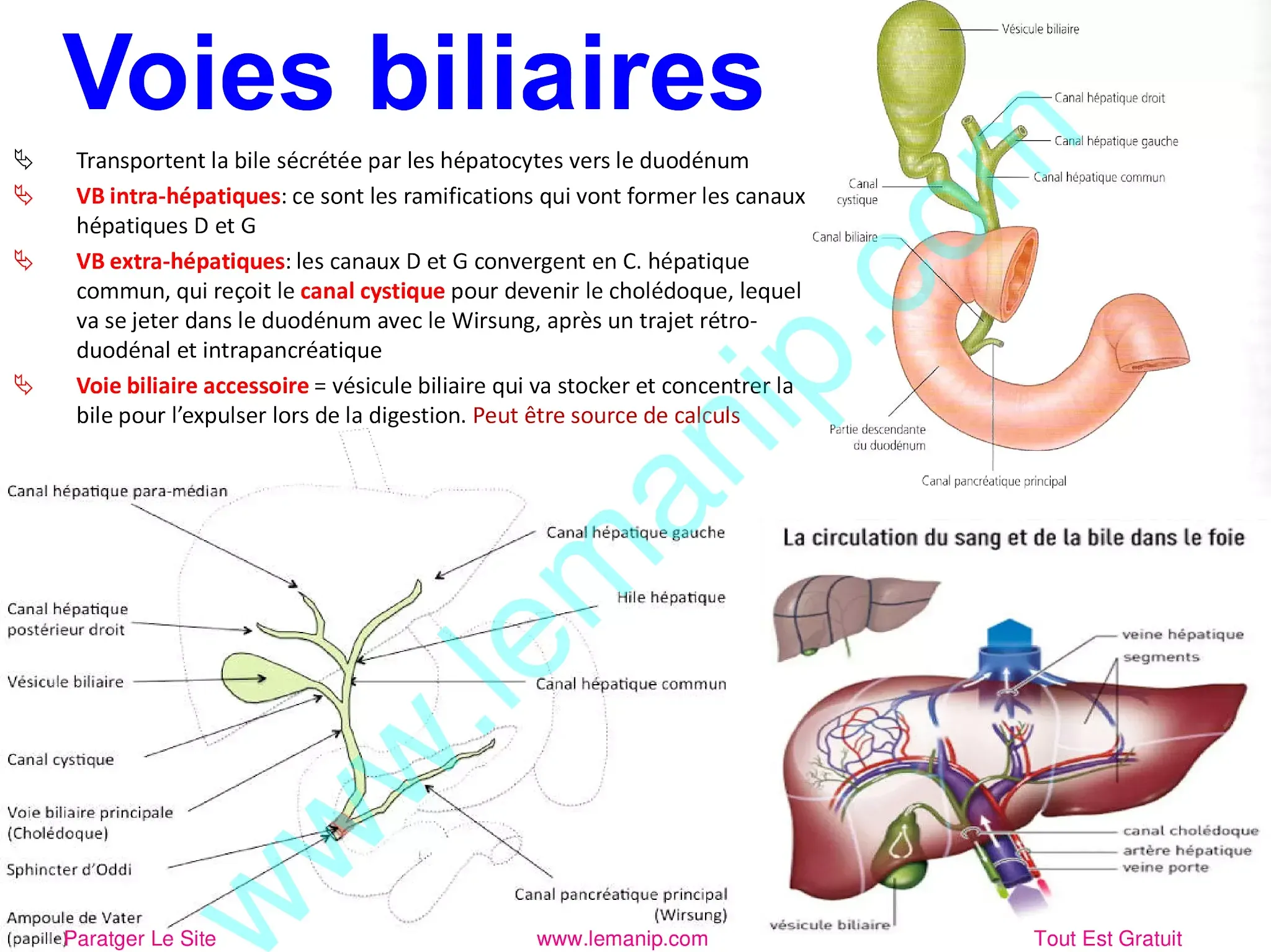 Anatomie De L’appareil Digestif
