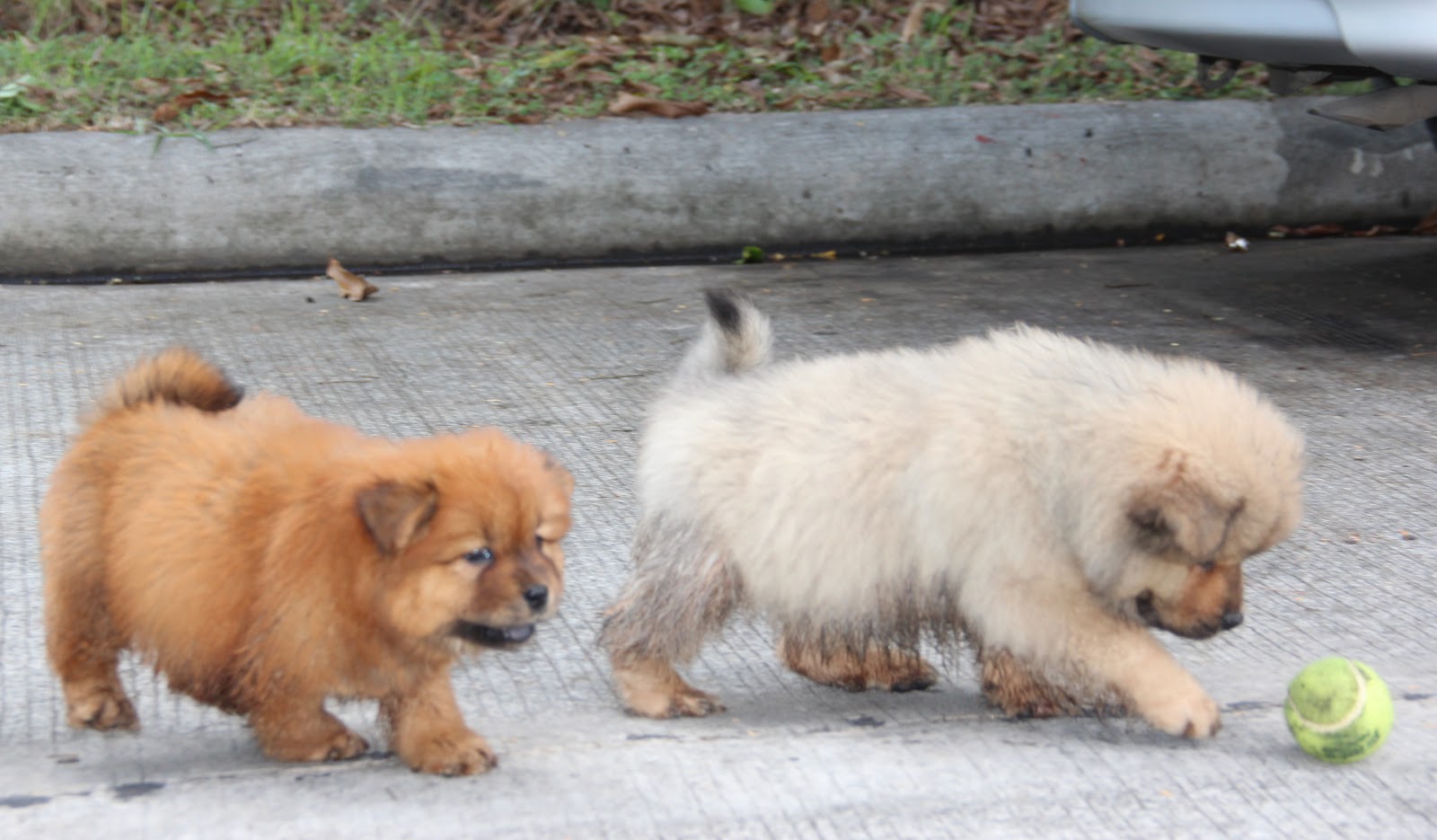 doodles^^: Chow Chow as your Pet Dog