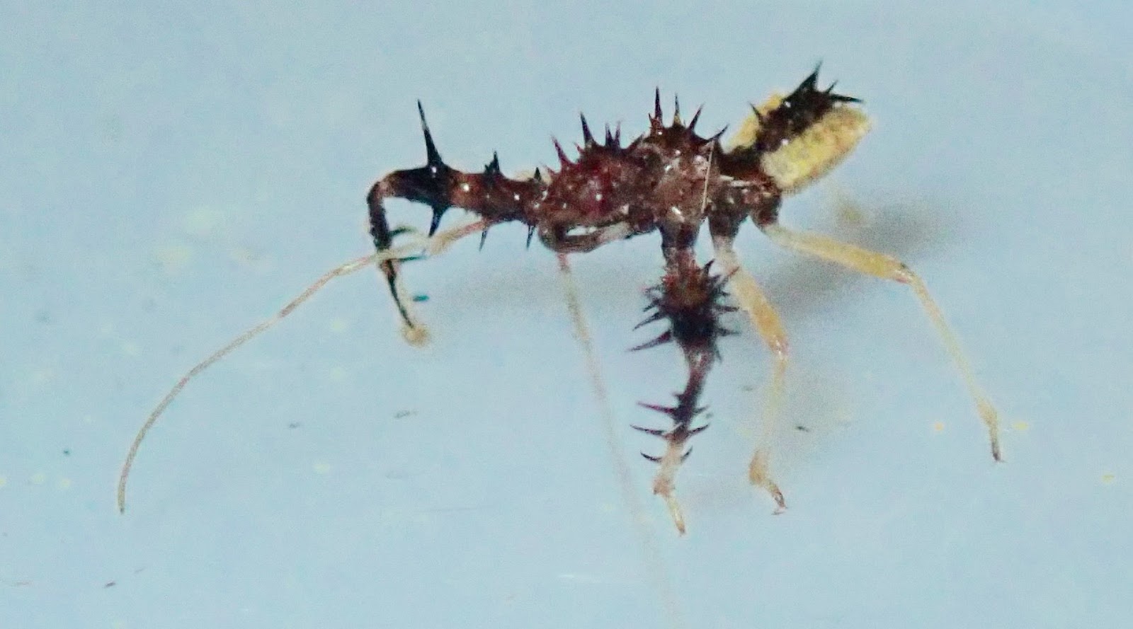 Springfield Plateau: Spined Assassin Bug