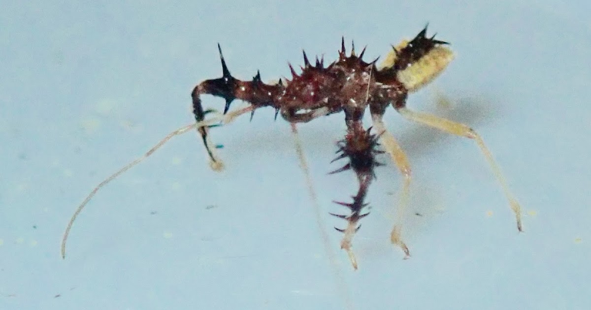 Springfield Plateau: Spined Assassin Bug