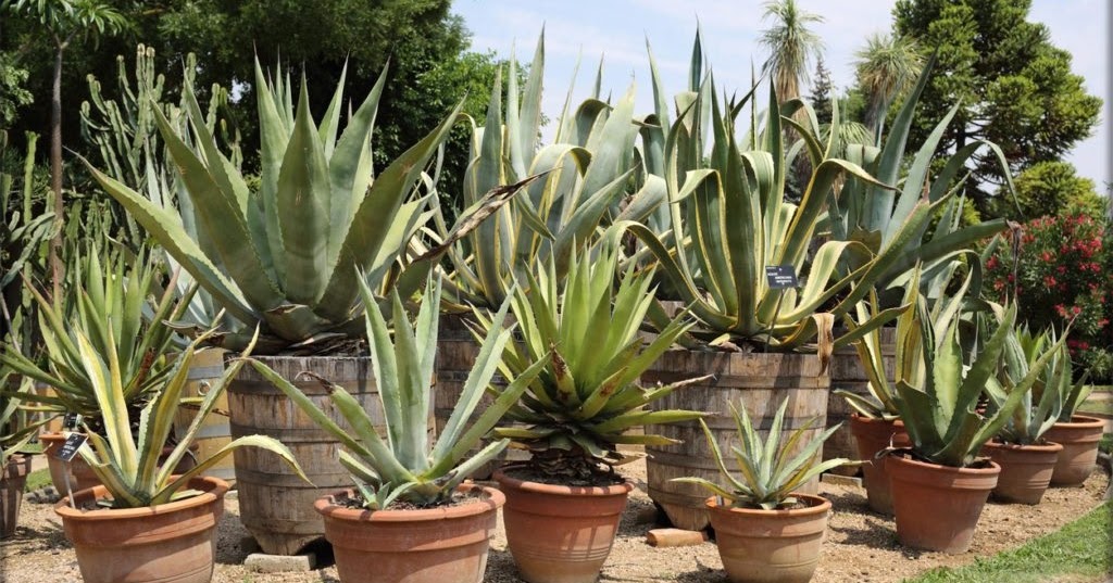 How to Grow and Care Agave