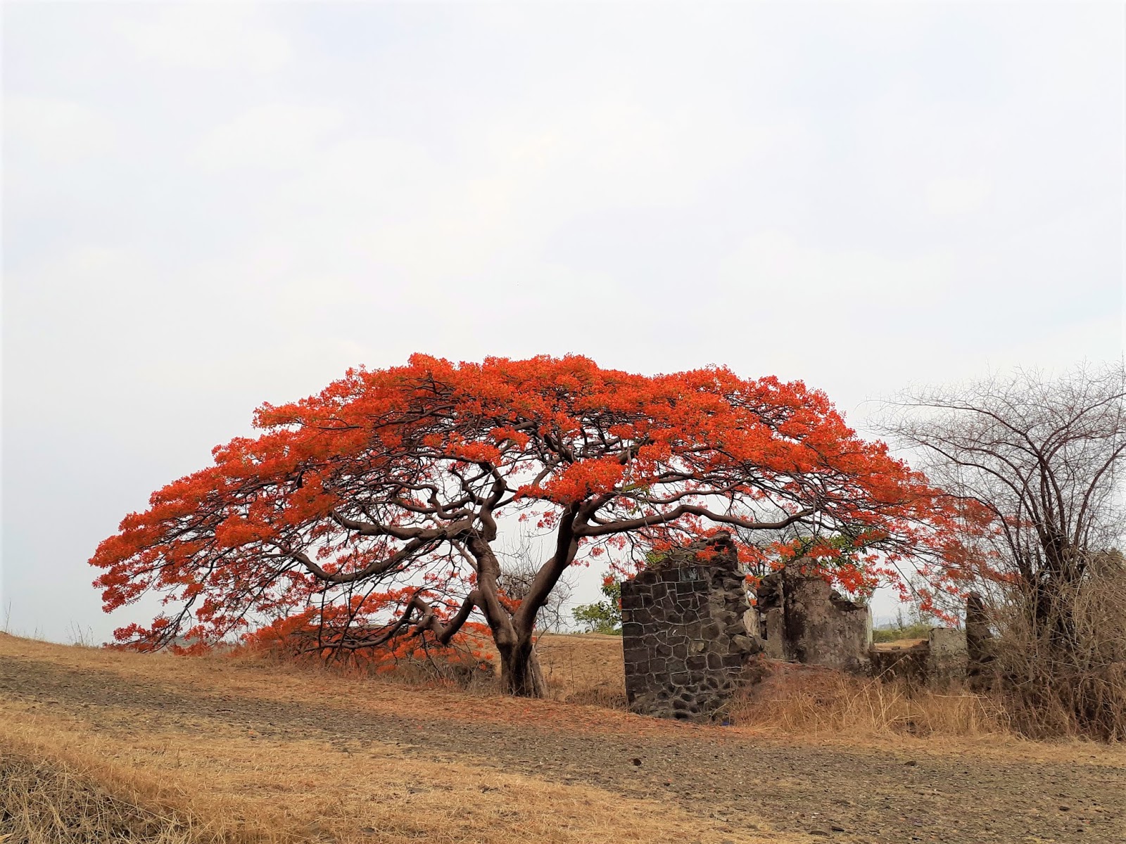 Spice of Life!: Glorious Gulmohor (ThursdayTreeLove)