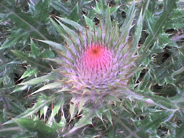 Biodiversidad de México : FLORA Y FAUNA ENDÉMICA DE MÉXICO.
