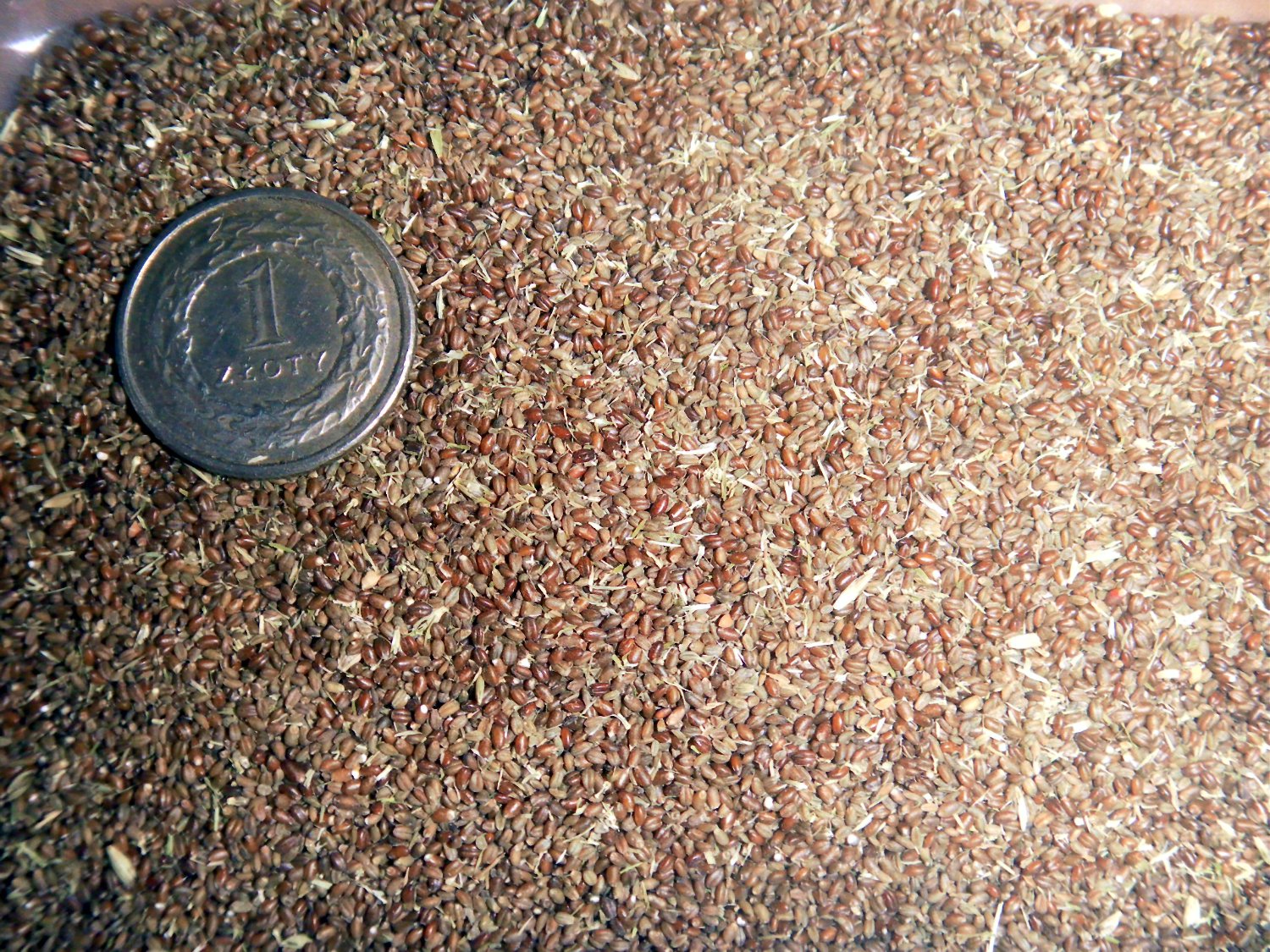 Dzikie rośliny jadalne - pokarmy podstawowe: Dzikie zboże - manna ...