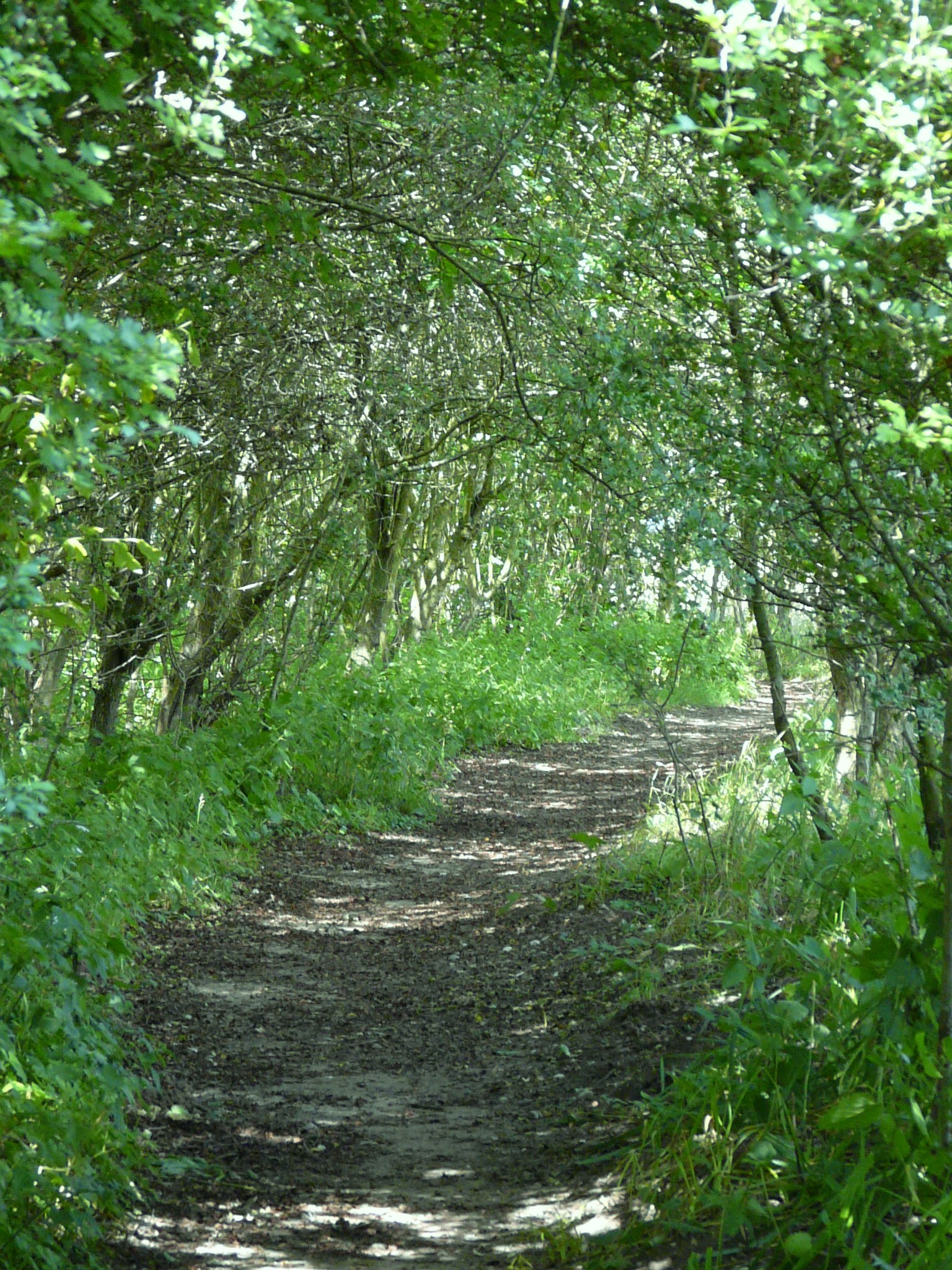Cindy's Snaps: Thetford Priory, Nunnery Lakes Nature Reserve and ...