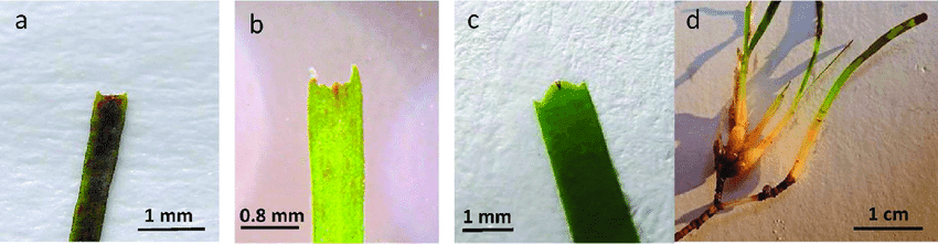 PLANT FAMILIES OF PUERTO RICO AND FLORIDA PAPO VIVES: CYMODOCEACEAE ...