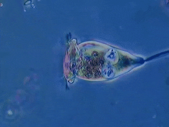 El Rincón del Pequeprofe: THE PROTISTA KINGDOM: PROTOZOA AND ALGAE