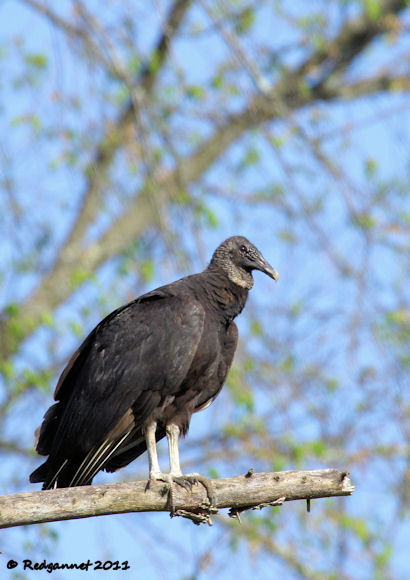 Redgannet: Great Falls Park, Virginia, April.
