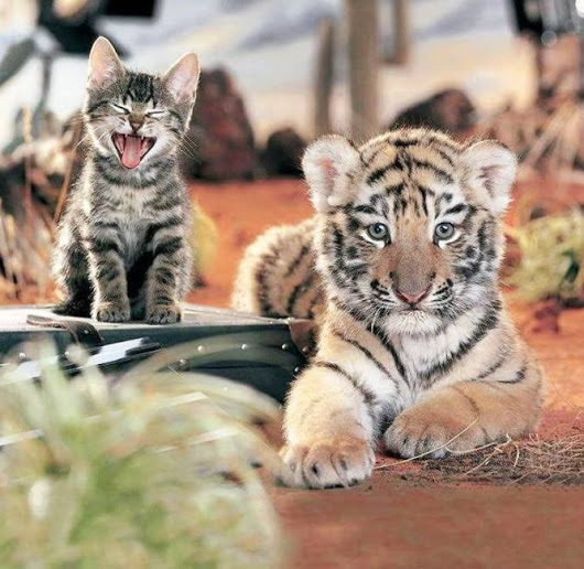 Cool stuff you can use.: Cat Cuteness Overload