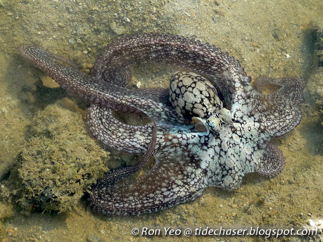 tHE tiDE cHAsER: Cephalopods (Phyllum Mollusca: Class Cephalopoda) of ...