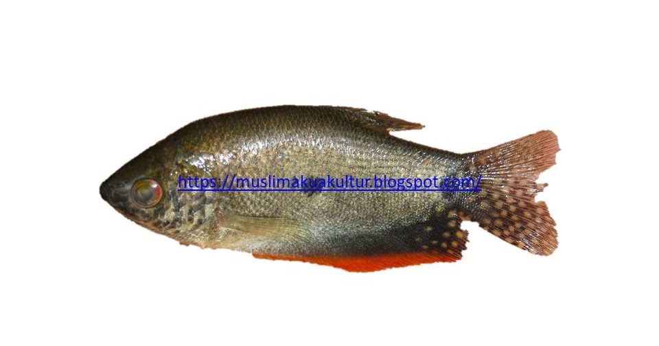 MUSLIM HOMEPAGE: Sepat rawa (Trichopodus trichopterus)