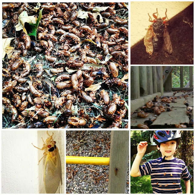 Sugar Swings! Serve Some: Cicada Bug Cupcakes