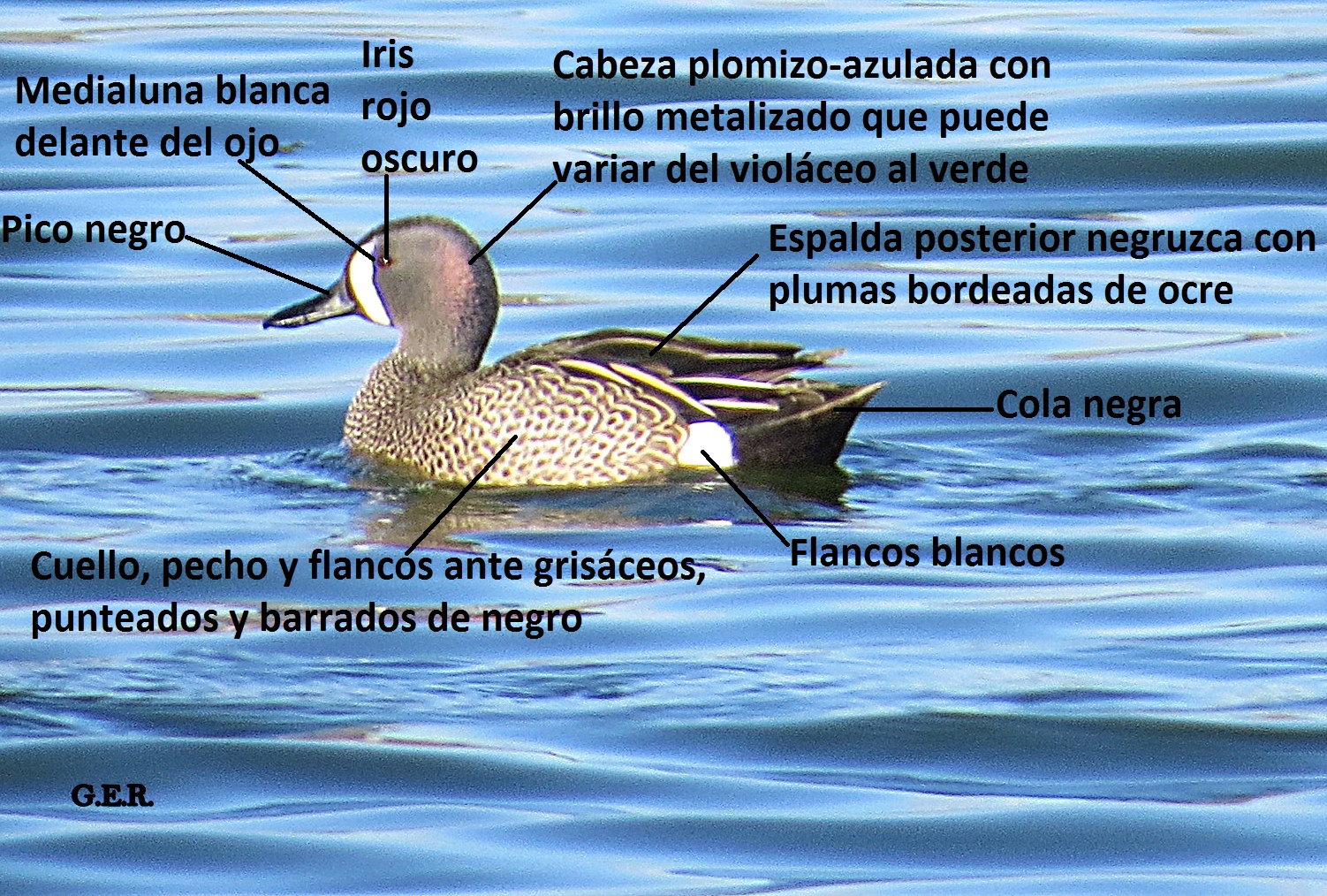Aves del Golfo San Jorge: Pato media luna (Anas discors)