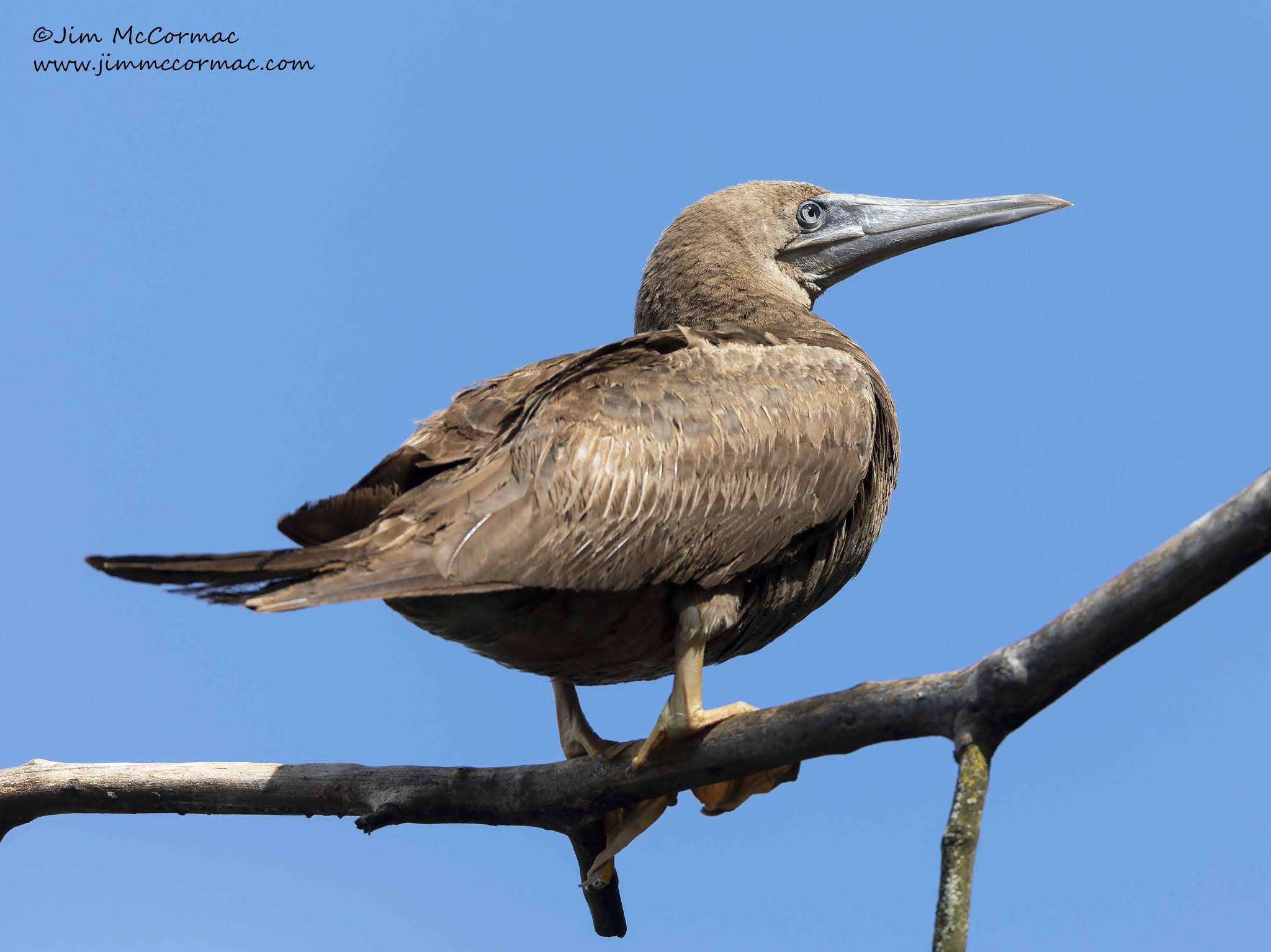 Ohio Birds and Biodiversity: Wayward brown booby a delight for Ohio birders