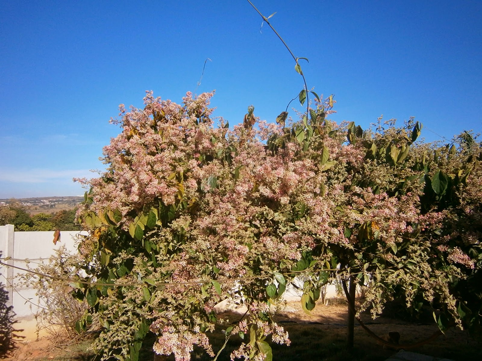Zelando pela Chacrona e pelo Jagube: Segunda Floração do Jagube! Parte 2