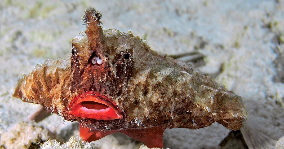 Going Batty for Batfish! Your Unusual Guides to Possibility
