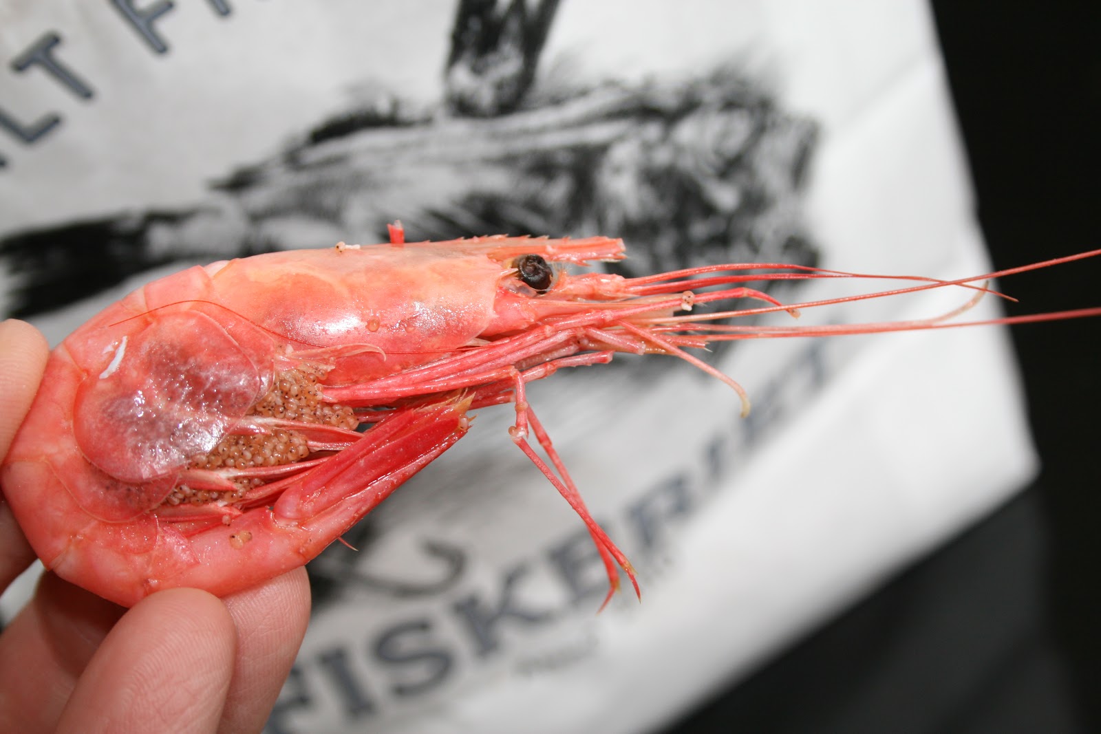 FISKERIET - MATMEKKA FOR EN OPPRINNELIG KYSTKVINNE - Gry Hammer