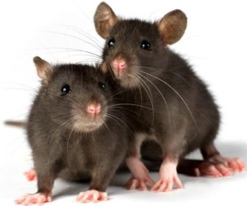 ANIMALES FOTOS DIBUJOS IMAGENES: FOTOS DE RATAS