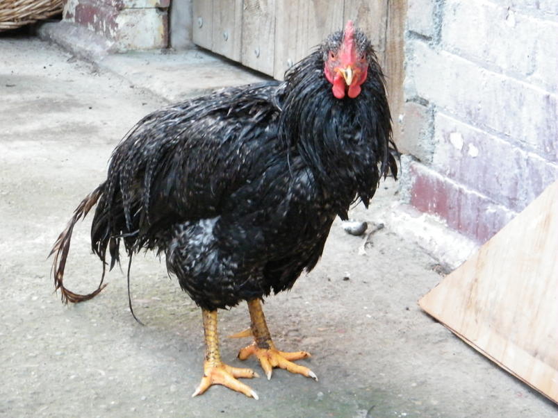 Rooster in the Rain