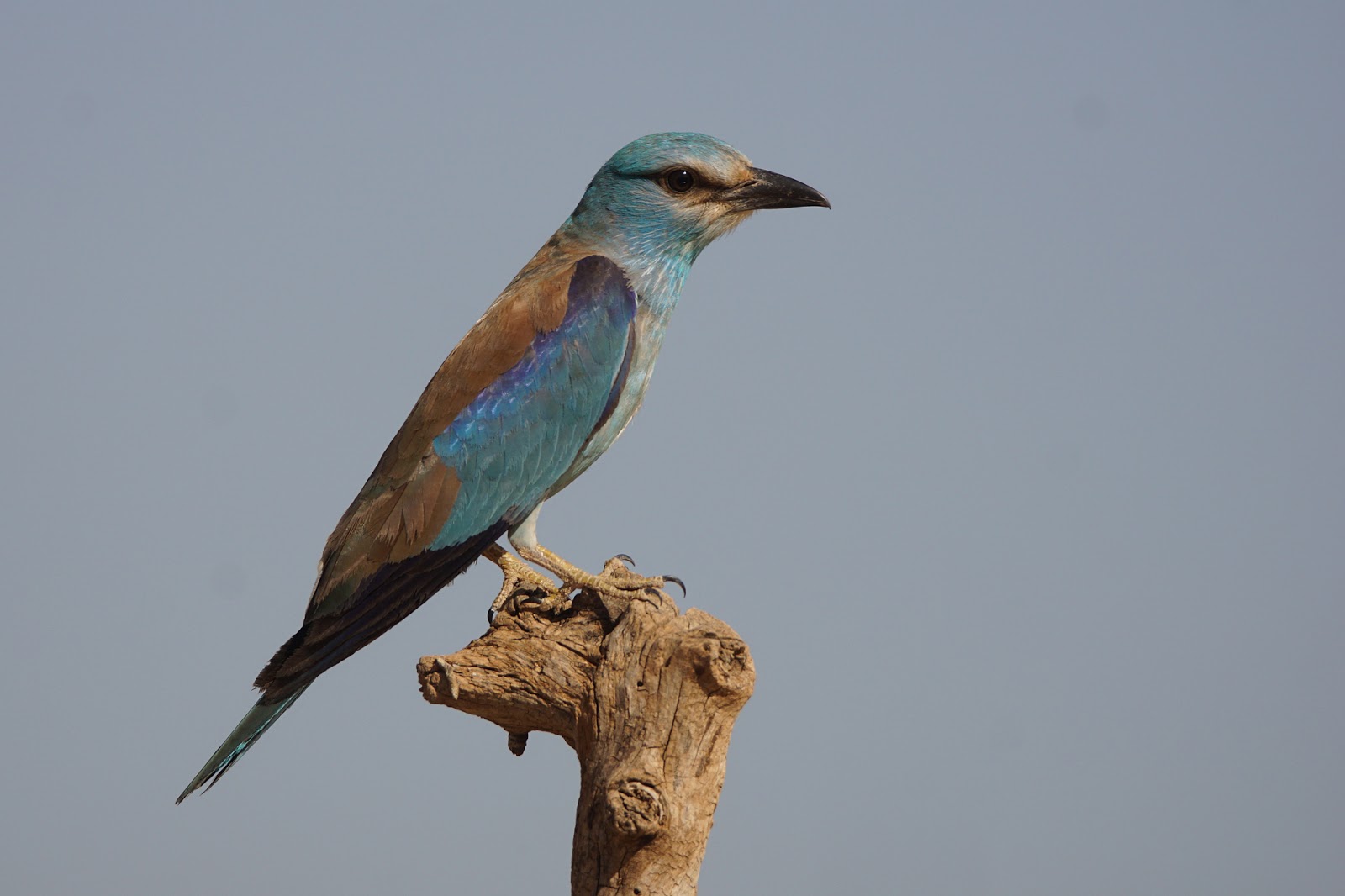 Pasión por las aves: Carraca europea,(Coracia garrulus)