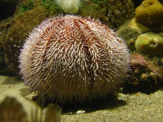 Biology of Animals: Echinus esculentus (sea urchin)