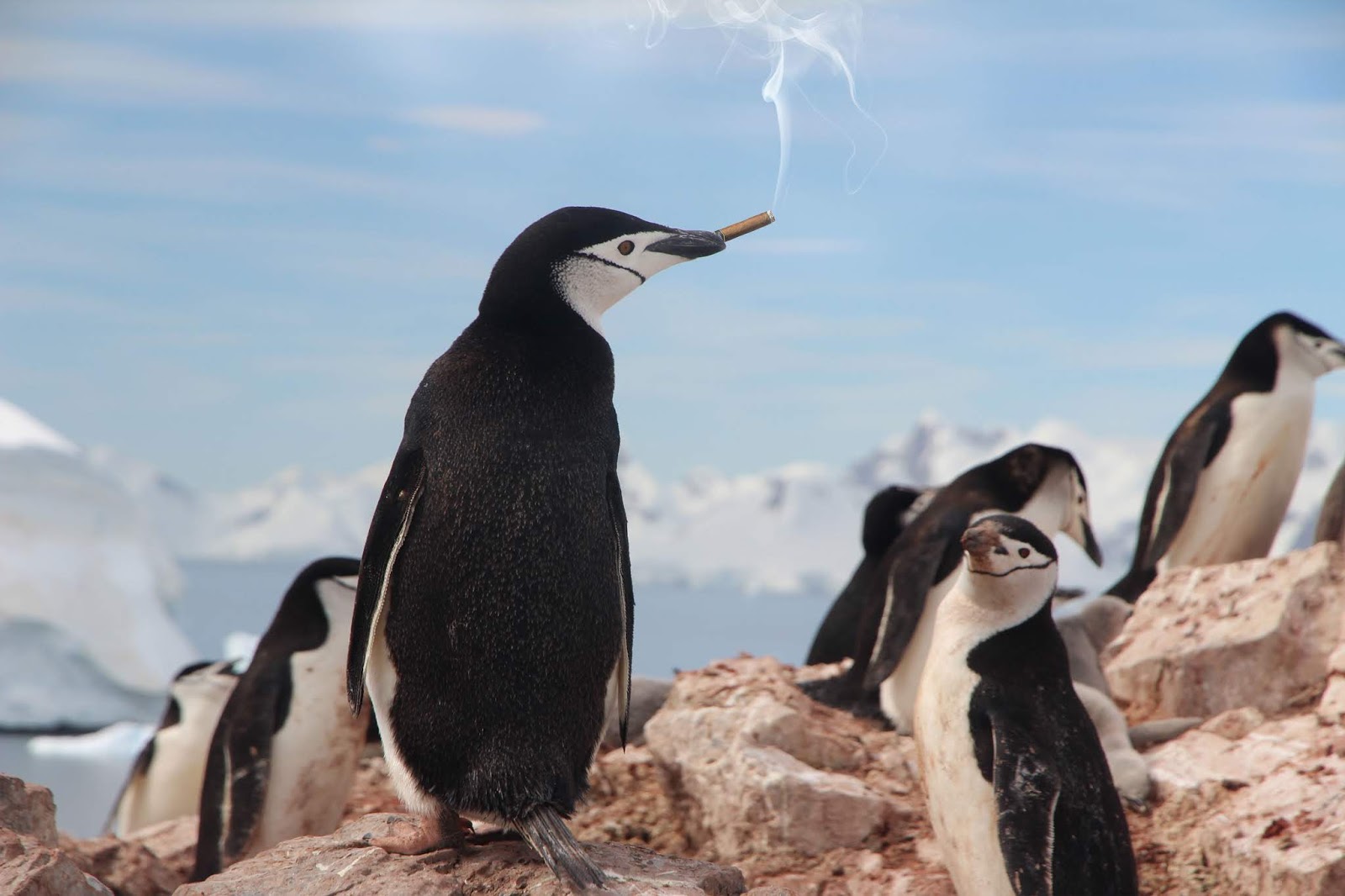 Fotostrecke: 71 Zigarre rauchende Pinguine