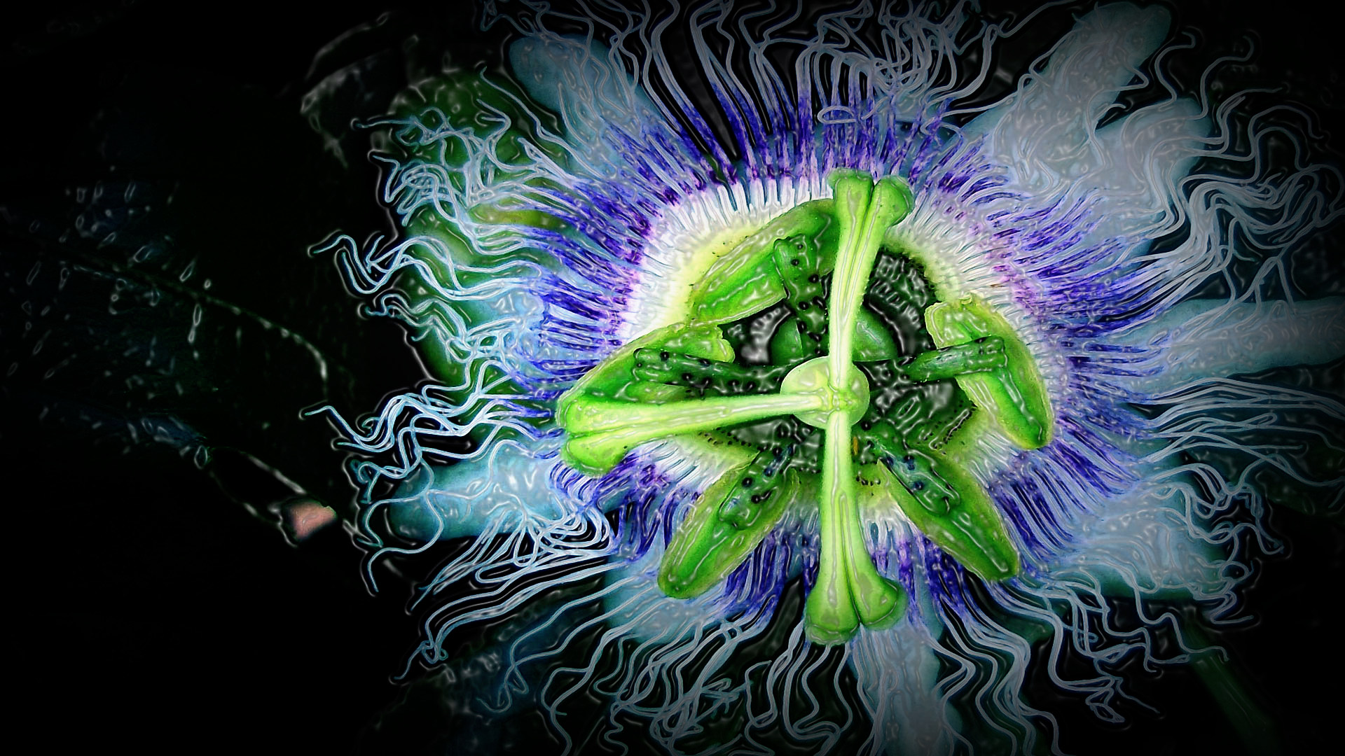 Ghadi Phool | Nepali Walls