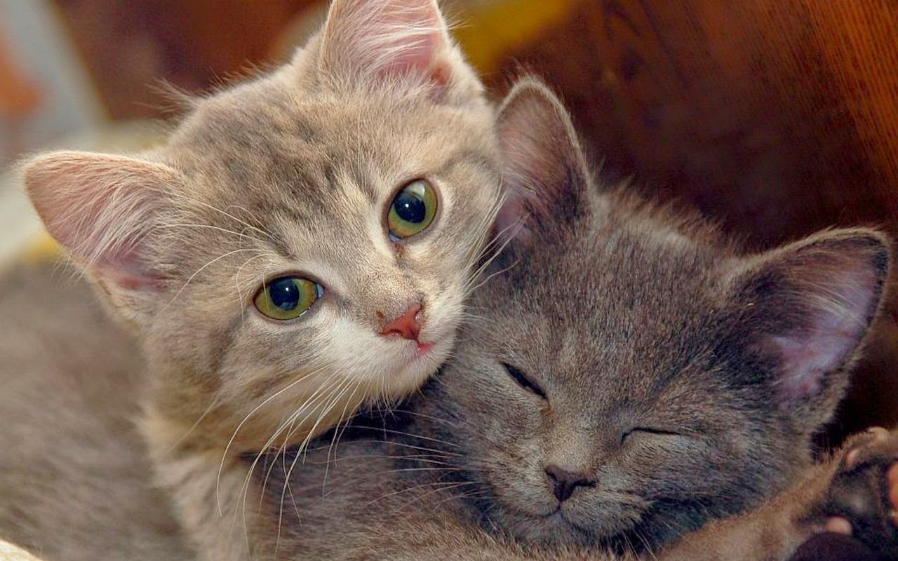 Kisah Kucing Mueeza, Kucing Kesayangan Rasulullah SAW - Kucing Manja