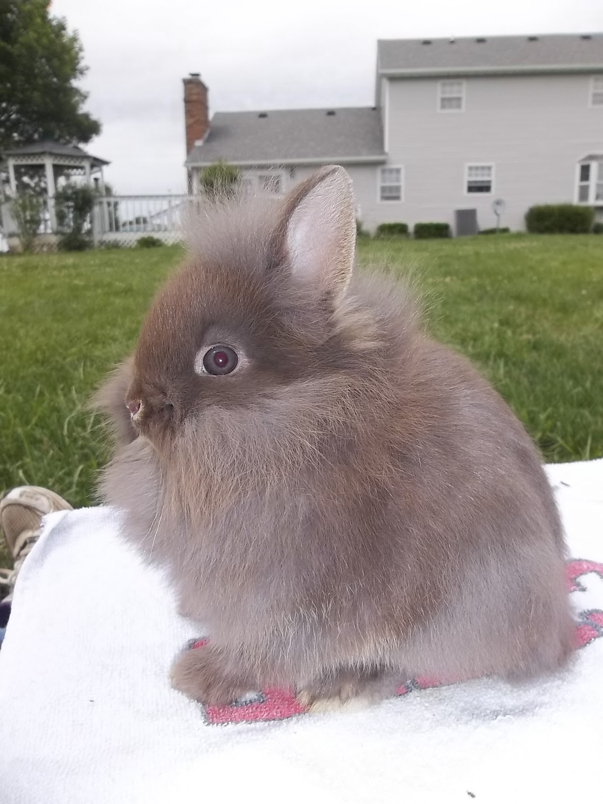 Regina's Rabbit Habit: Photo Sessions