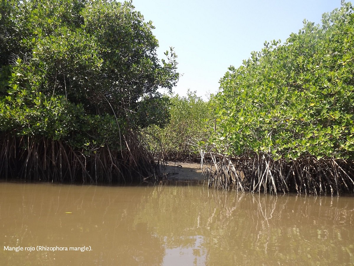 MANGLARES: TIPOS DE MANGLES