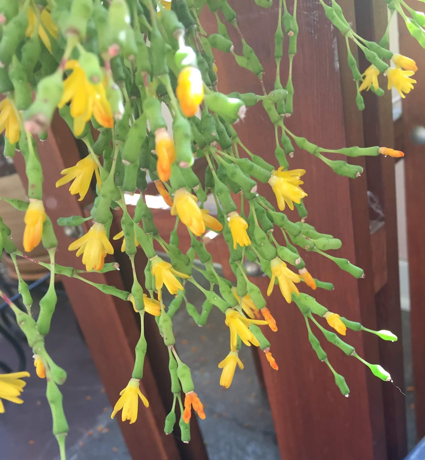 The Phytophactor: Friday Fabulous Flower - Cactus