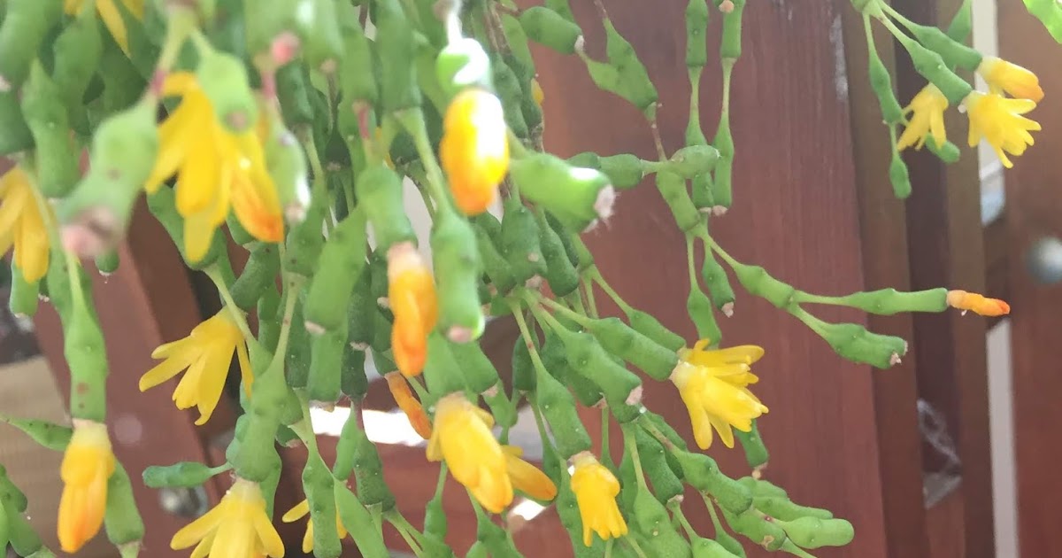 The Phytophactor: Friday Fabulous Flower - Cactus