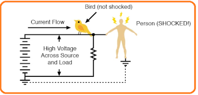 Why birds don't get electrocuted on electric wires ? - Science S Studio ...