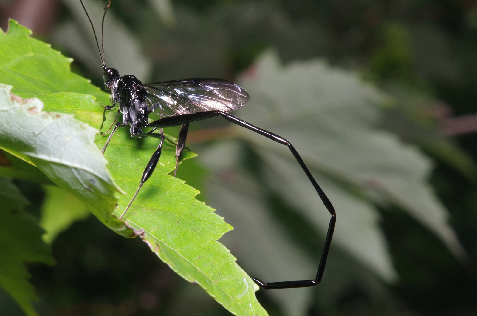 Real Monstrosities: American Pelecinid Wasp