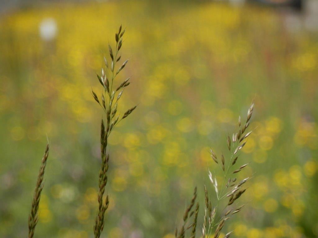 natuurrondleiding door een IVN-Natuurgids: Kropaar, Reukgras, Rood ...